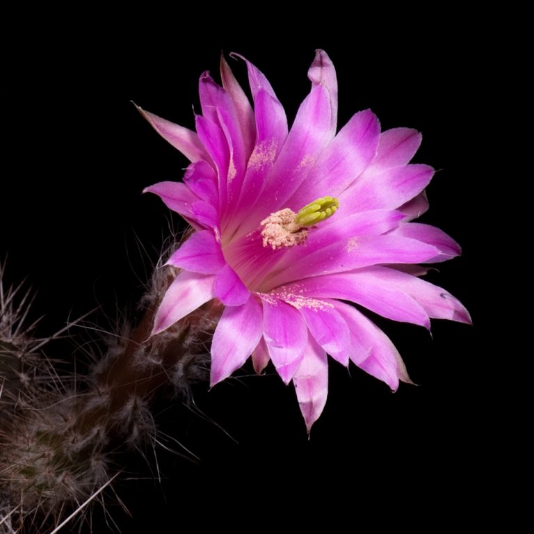 Zeitraffer Echinocereus scheeri, Mexico, Sonora, Maycoba - Yepachic ...