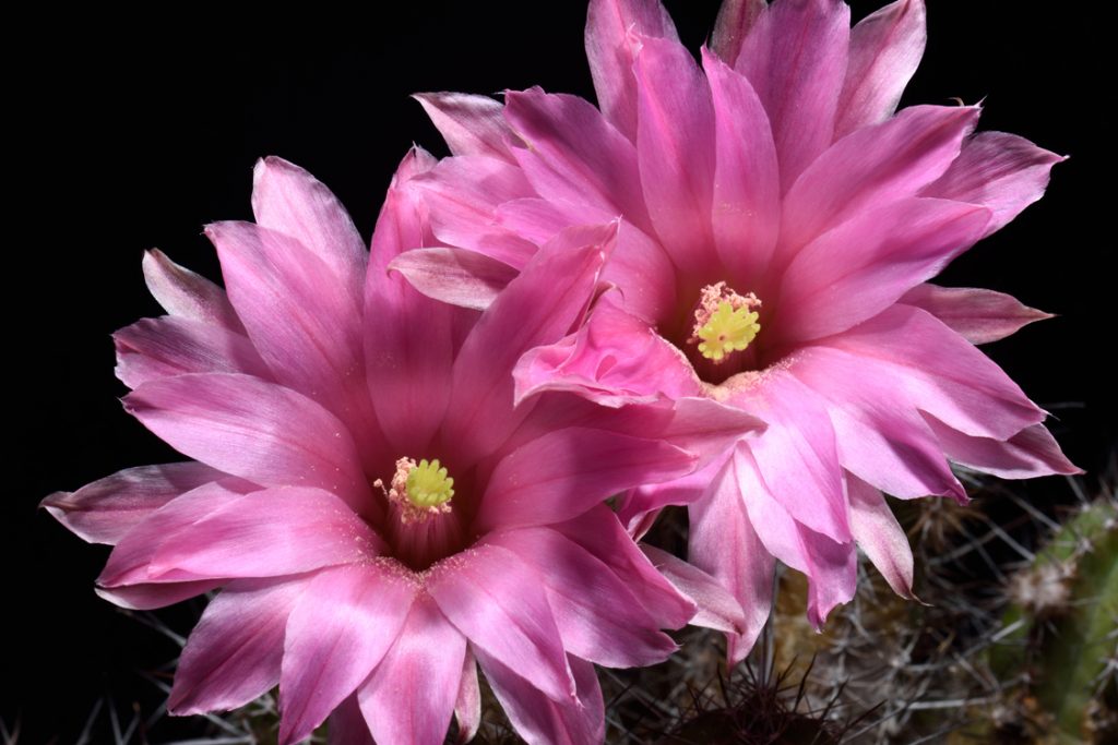 Echinocereus scheeri, Mexico, Sonora, Maycoba - Yepachic - Echinocereus ...